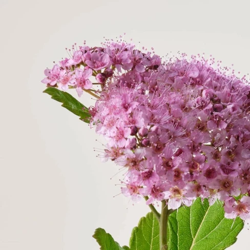 Payot Pâte Grise Stop Granos Pasta Original Anti-Imperfecciones ...