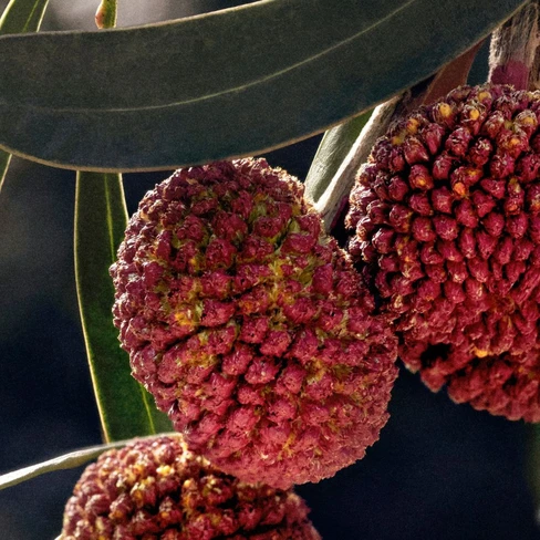 Chloé Signature Eau de Parfum for Women SweetCare Jordan