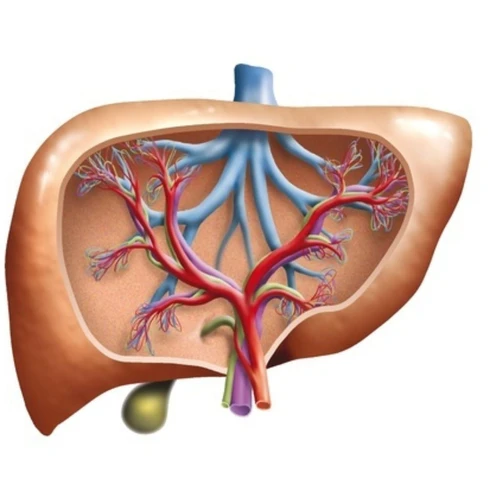 ZeinPharma Choline 600mg Food Supplement for a Normal Liver Function ...