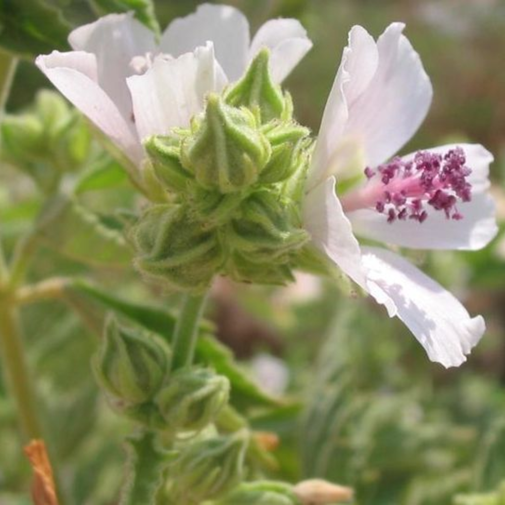 Klorane Desodorizante Pele Sensível Perfume Ligeiro Spray SweetCare ...