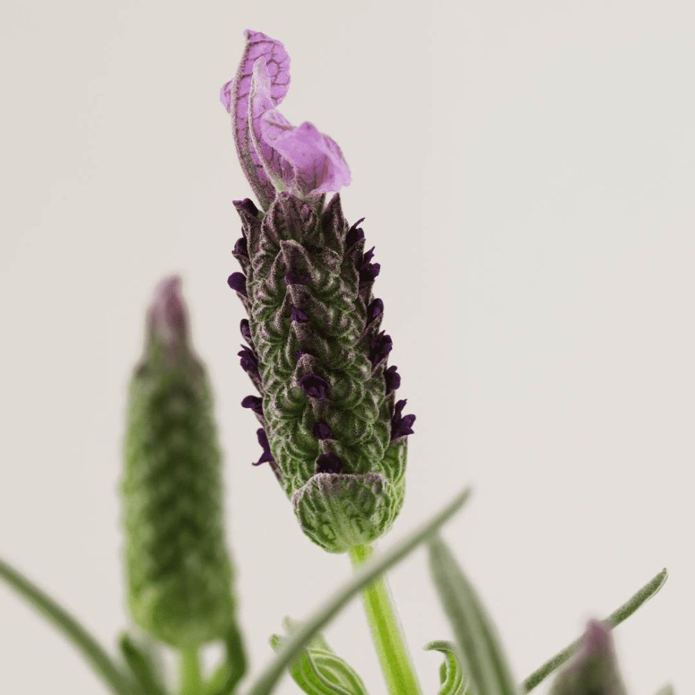 Payot Nº2 Soothing Aromatic Balm Anti-Redness Face Cream SweetCare Ireland